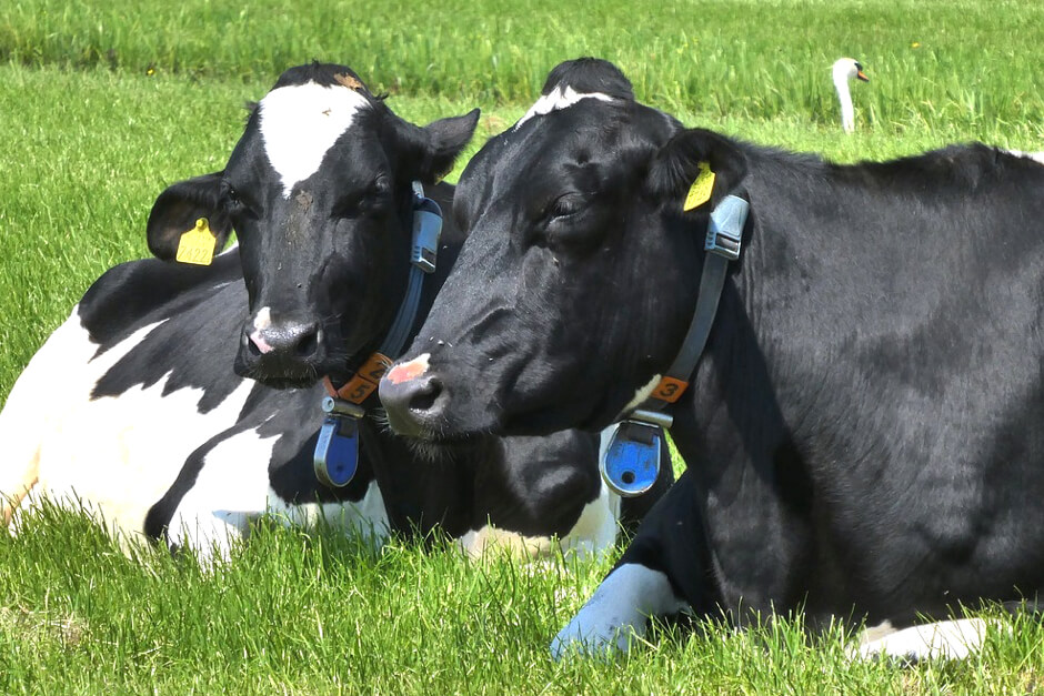 How much It will cost to develop a Live Stock Tracking system?